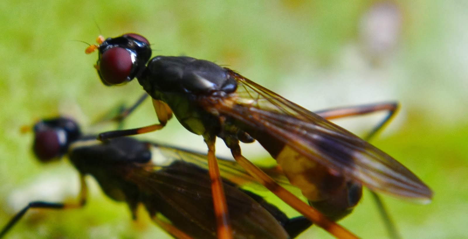 The Kambatik Park, Bintulu.: Insect world